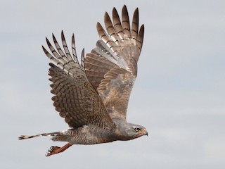 Gabar Goshawk - eBird