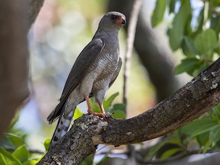 Gabar Goshawk - eBird