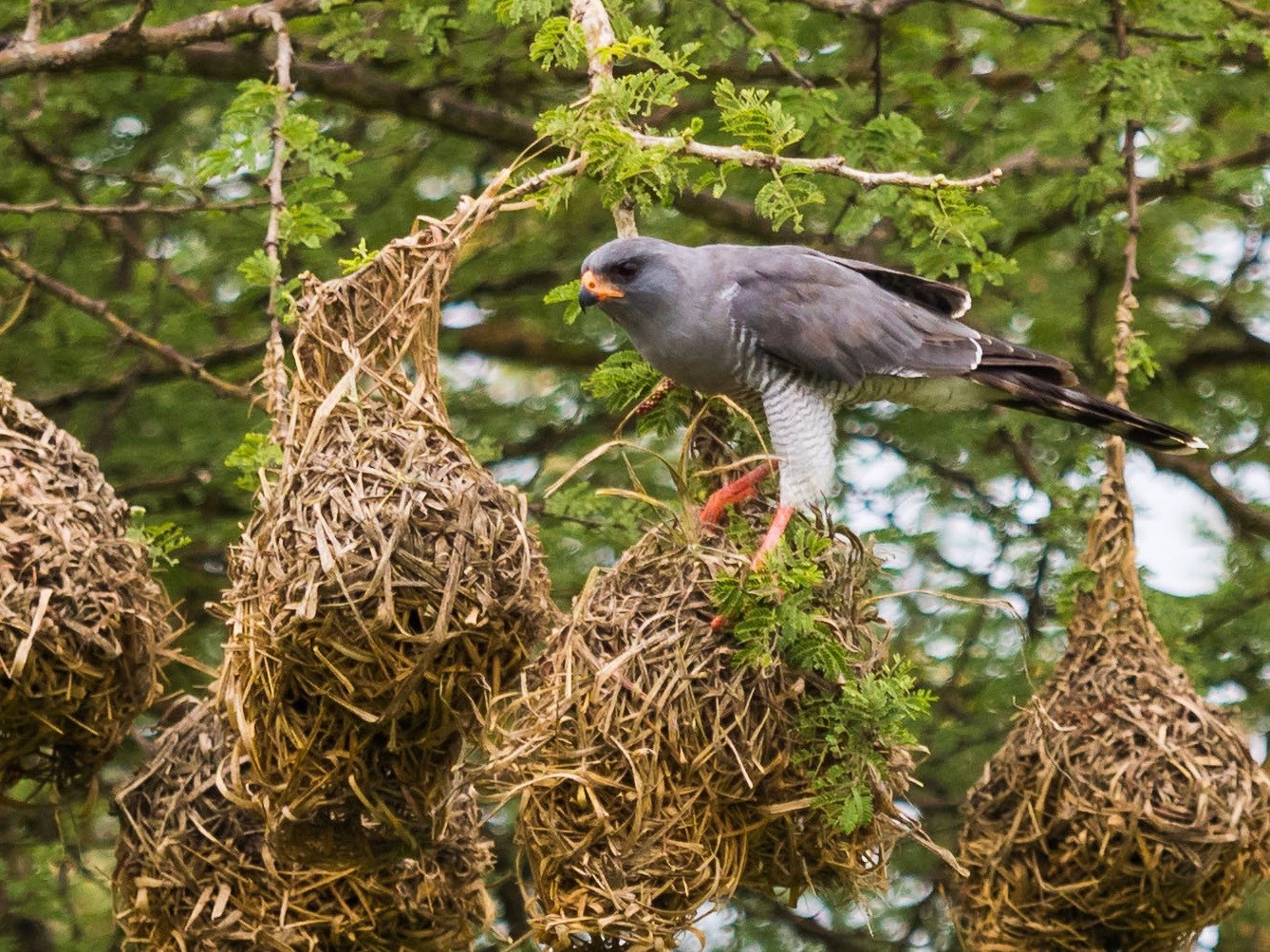 Gabar Goshawk - eBird