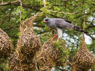 Gabar Goshawk - eBird
