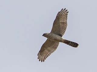 Gabar Goshawk - eBird