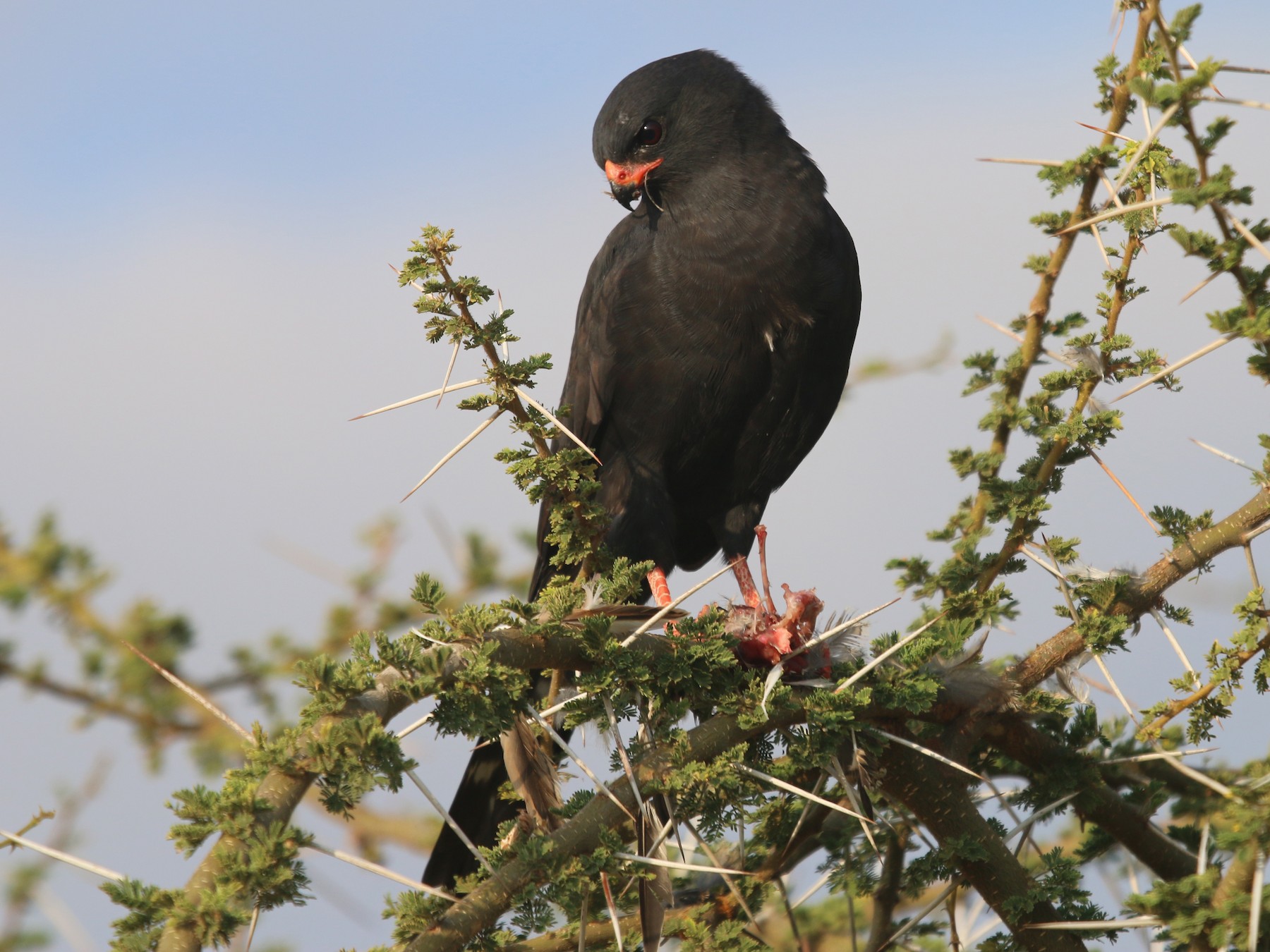 Gabar Goshawk - eBird