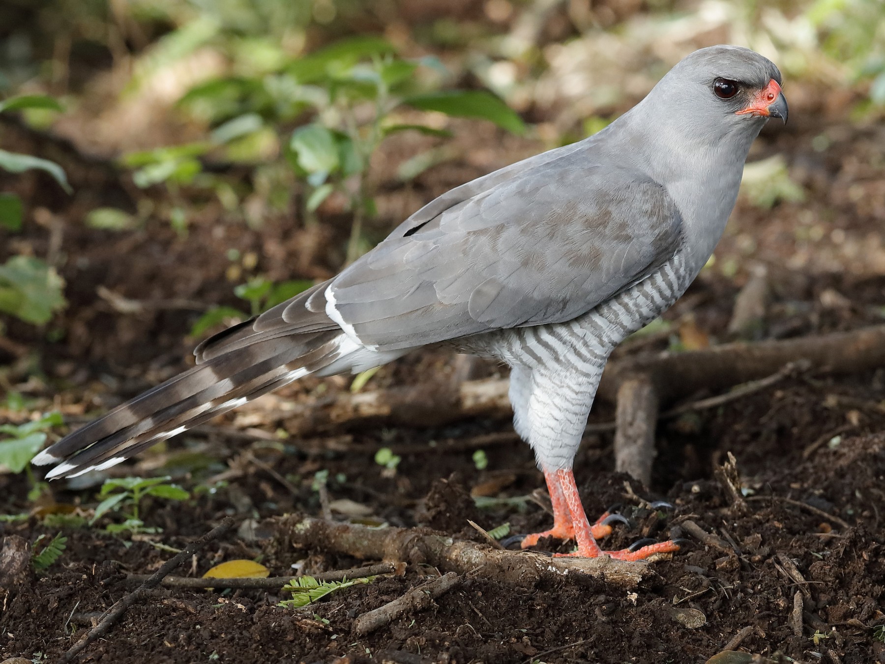 Gabar Goshawk - eBird