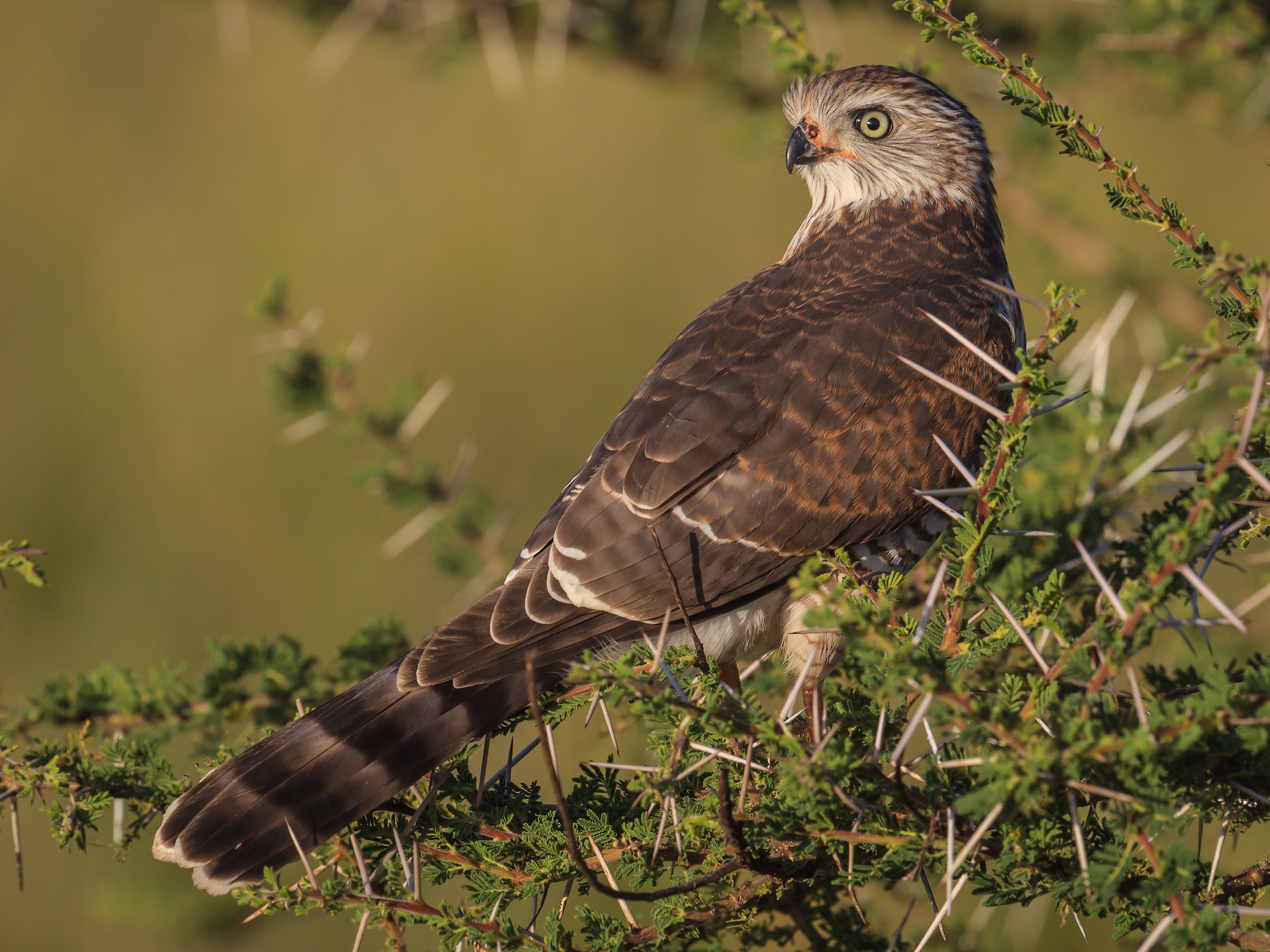 Gabar Goshawk - eBird