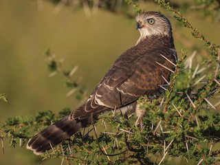 Gabar Goshawk - eBird