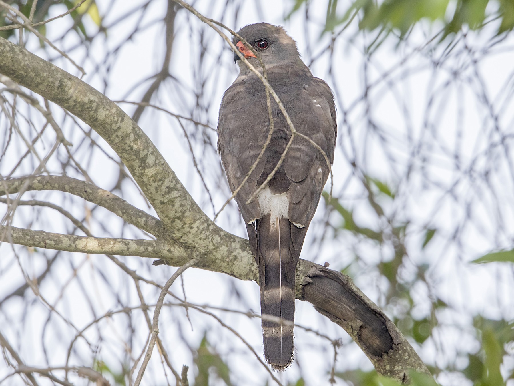Gabar Goshawk - eBird