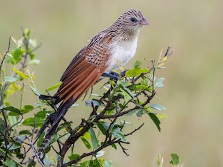 White-browed/Burchell's Coucal - eBird