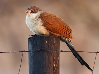 White-browed/Burchell's Coucal - eBird