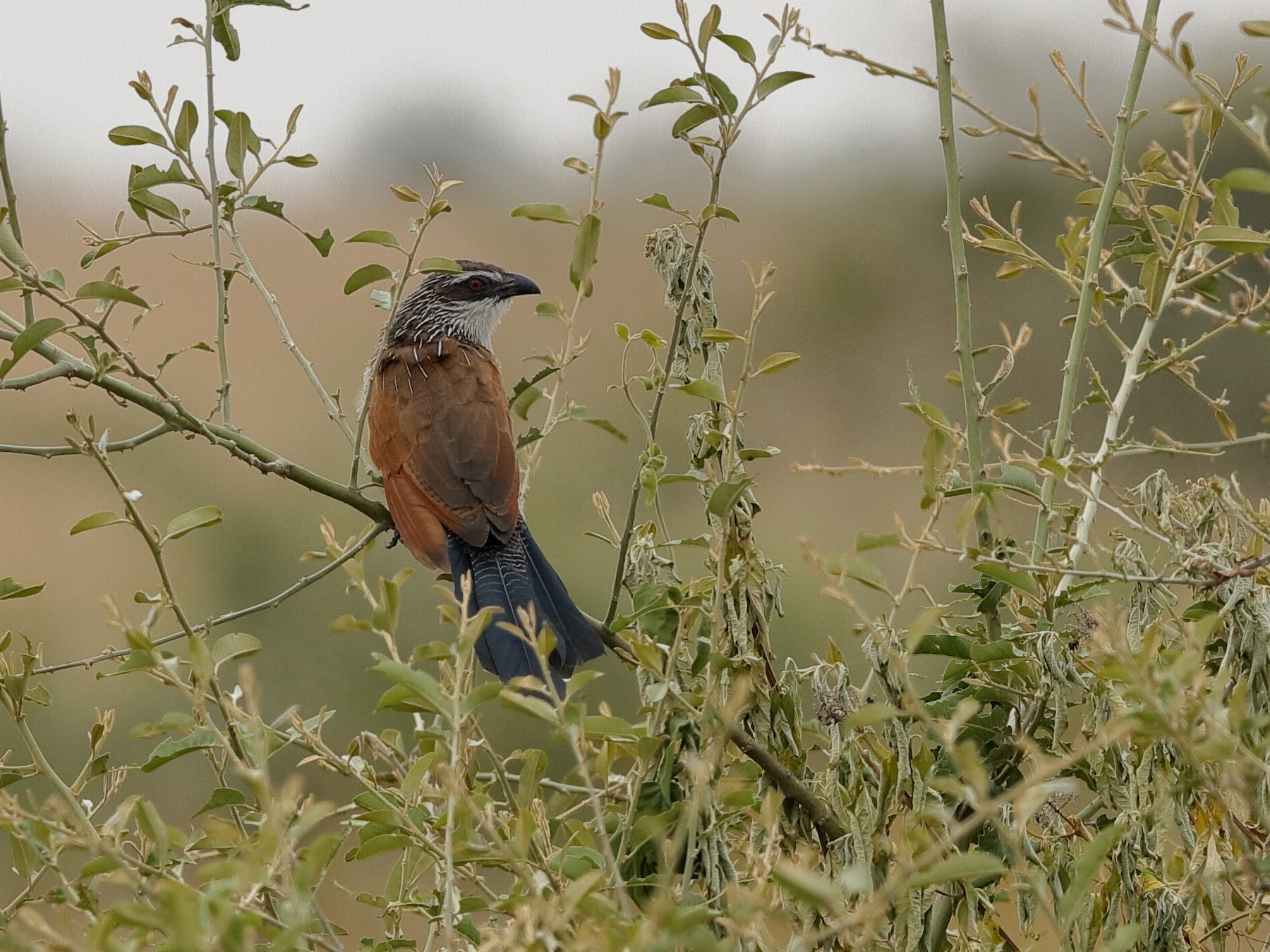 White-browed Coucal - eBird