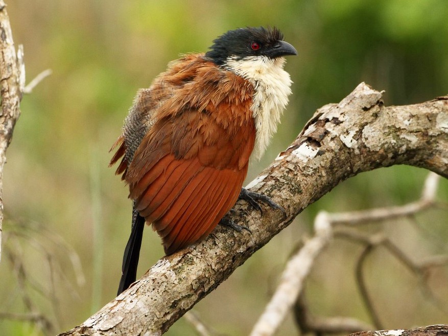 White-browed coucal - eBird