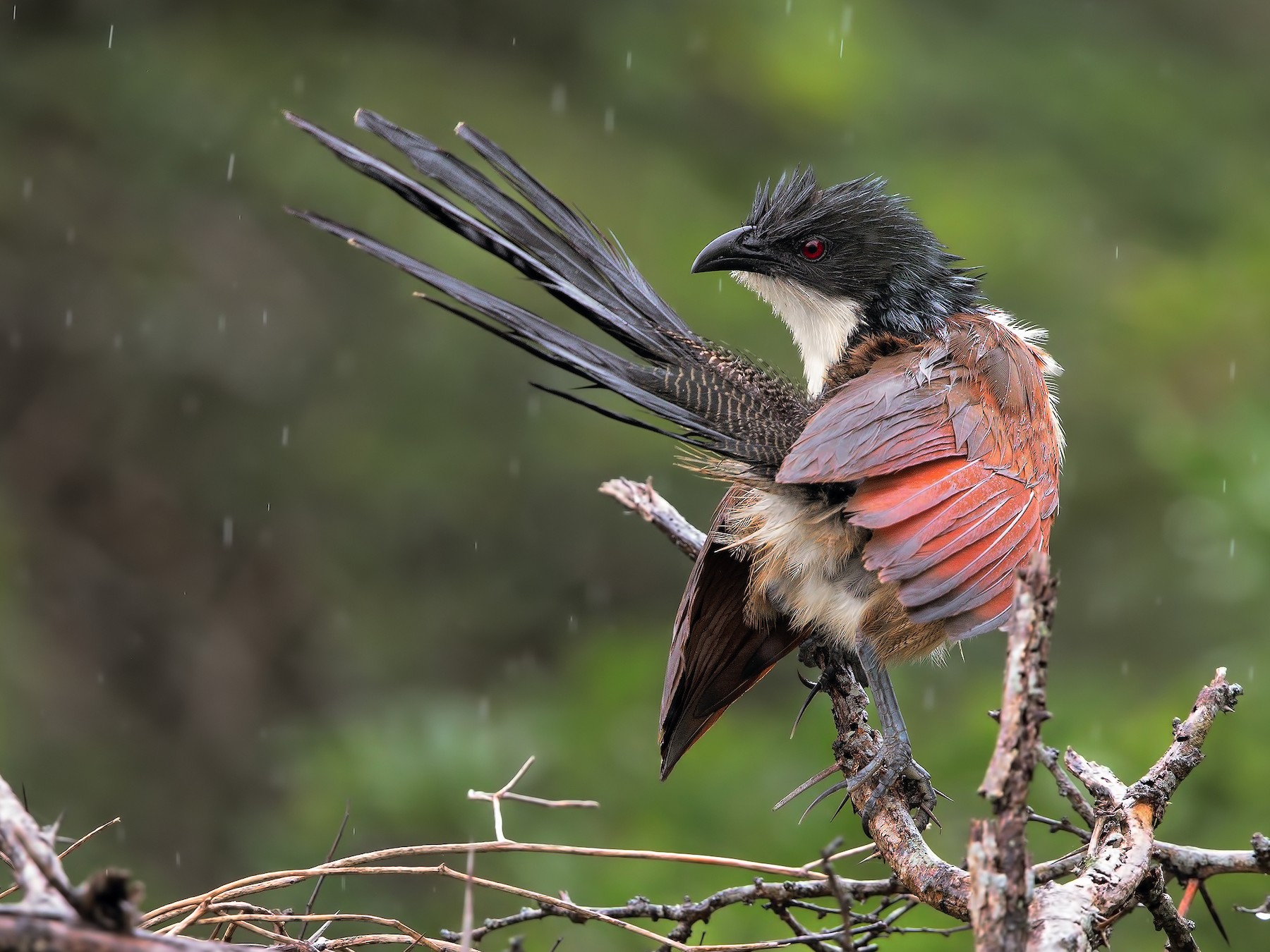 White-browed Coucal - eBird