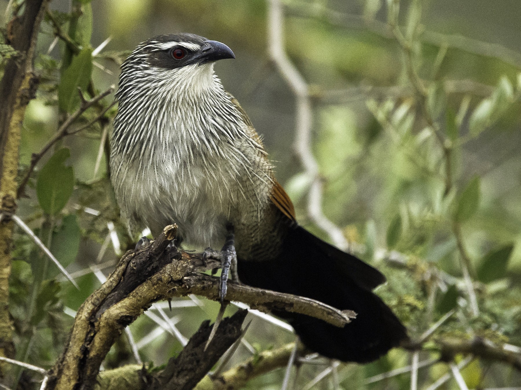 White-browed Coucal - eBird