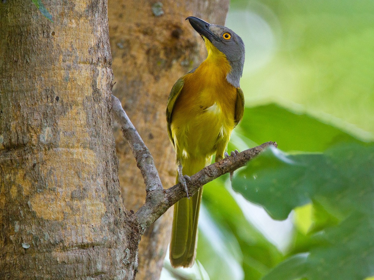 Gray-headed Bushshrike - eBird