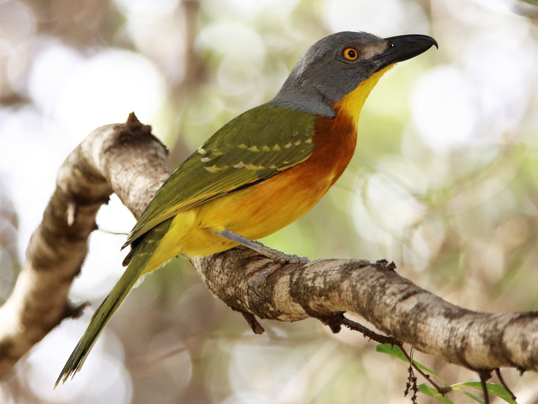 Gray-headed Bushshrike - eBird