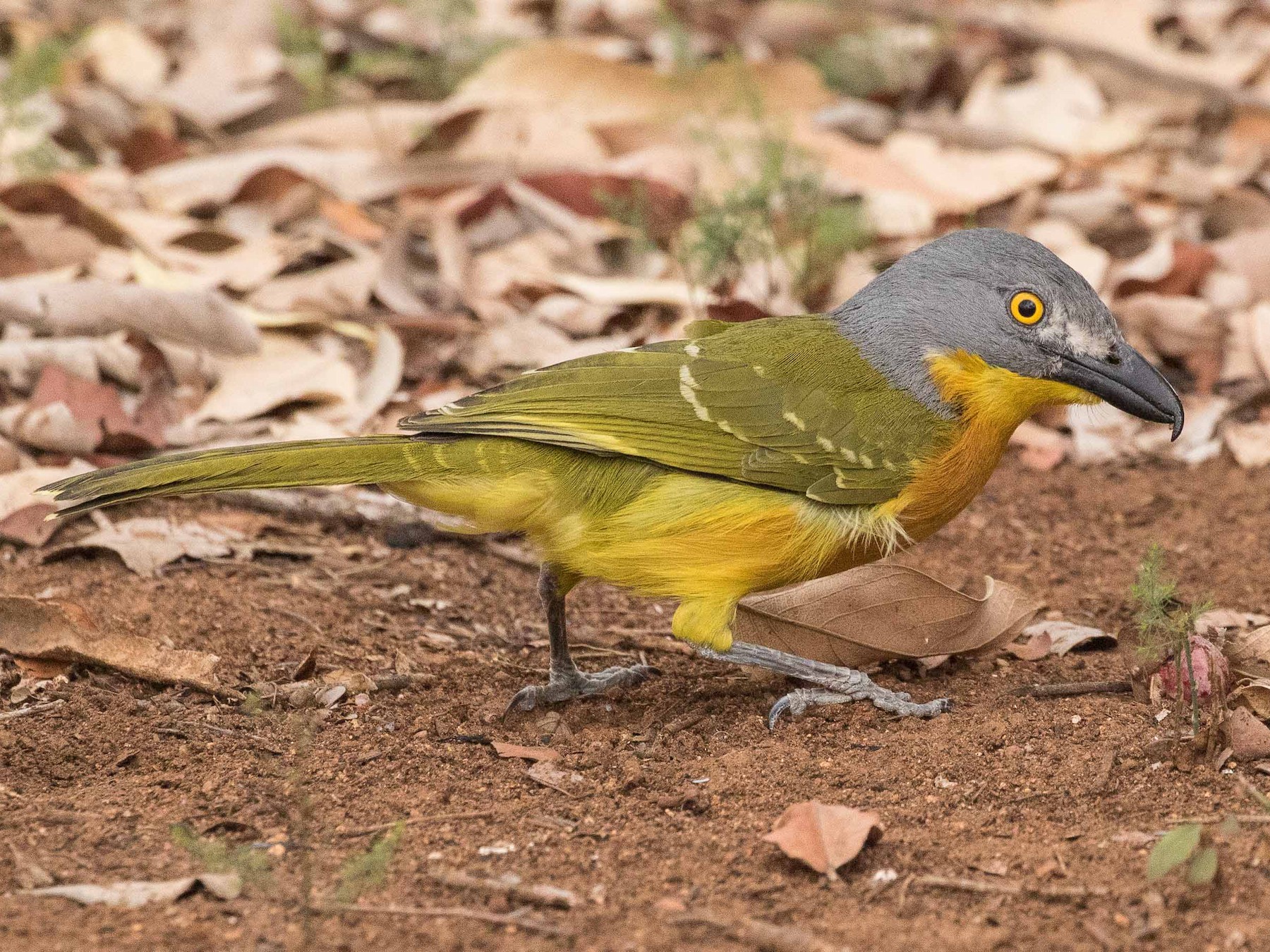 Gray-headed Bushshrike - eBird