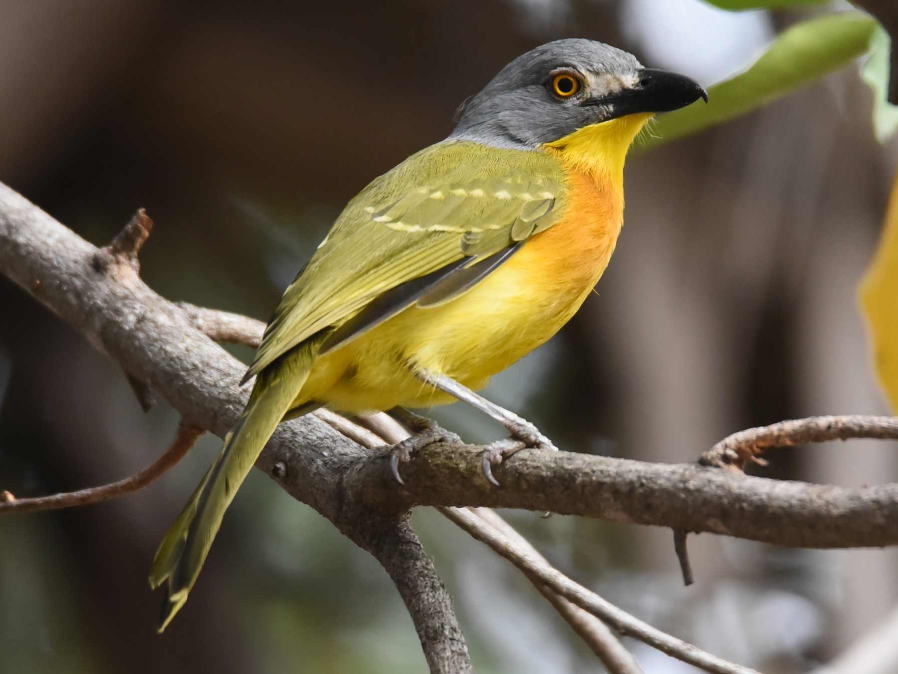 Gray-headed Bushshrike - eBird