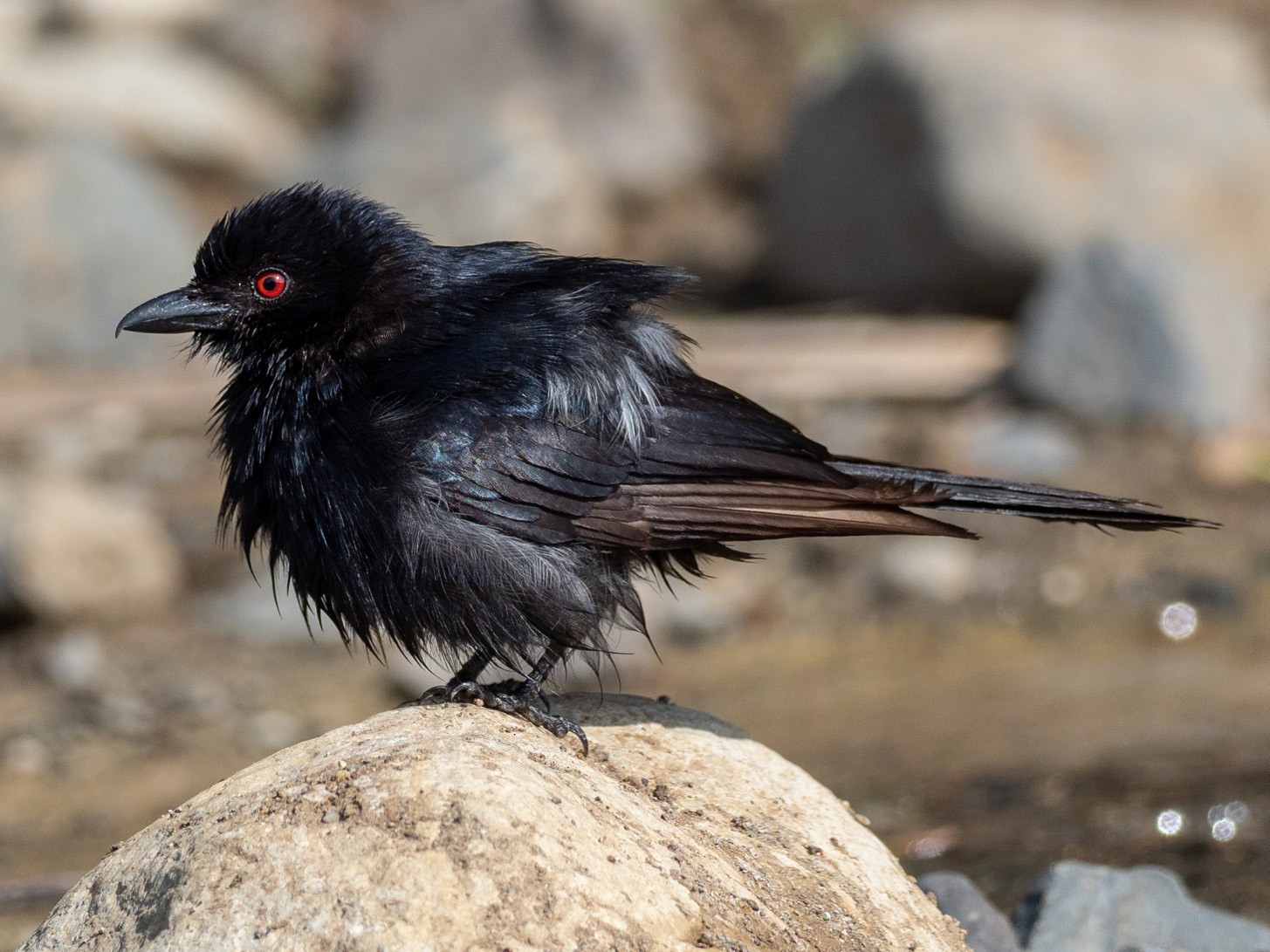 Fork-tailed Drongo - eBird