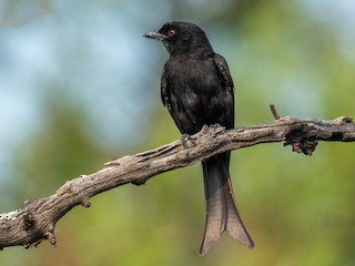 Fork-tailed Drongo - eBird