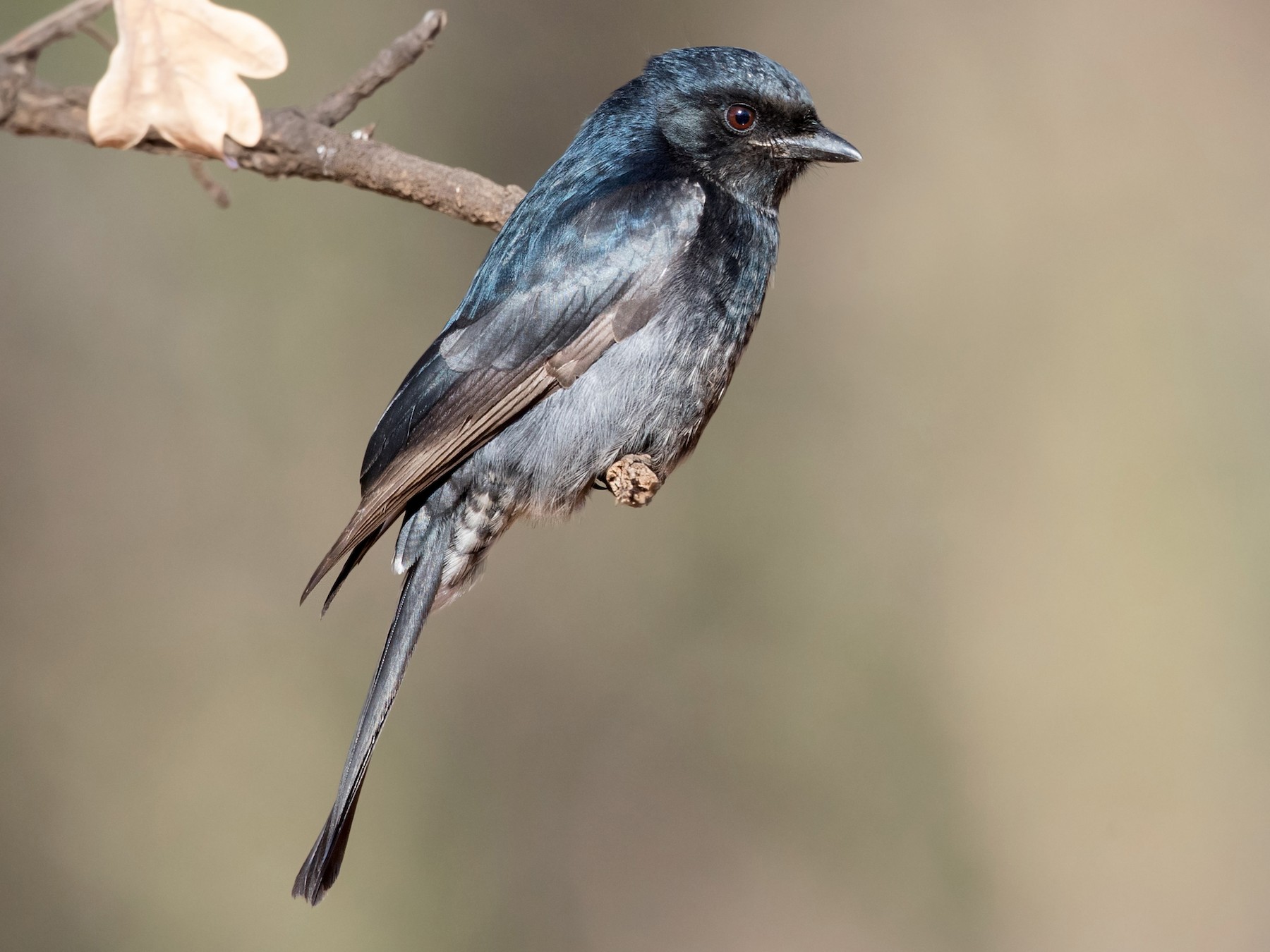 Fork-tailed Drongo - eBird