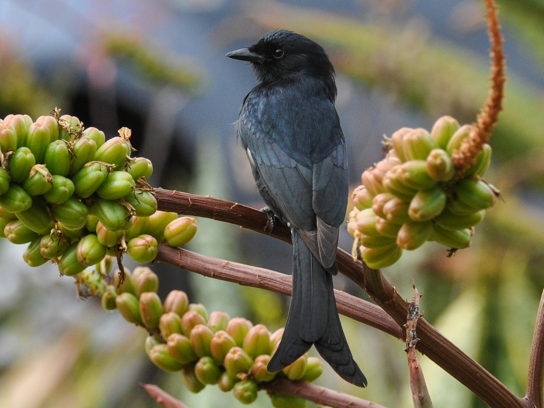 Fork-tailed Drongo - eBird