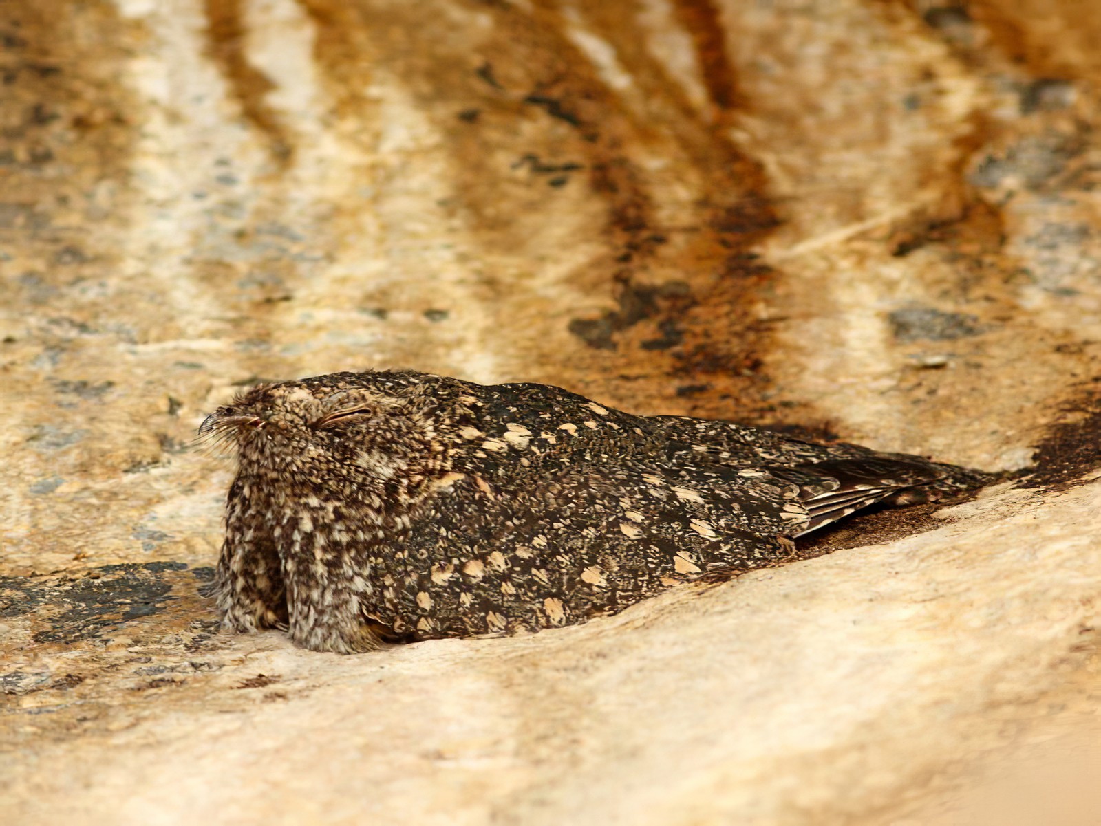 Freckled Nightjar - eBird