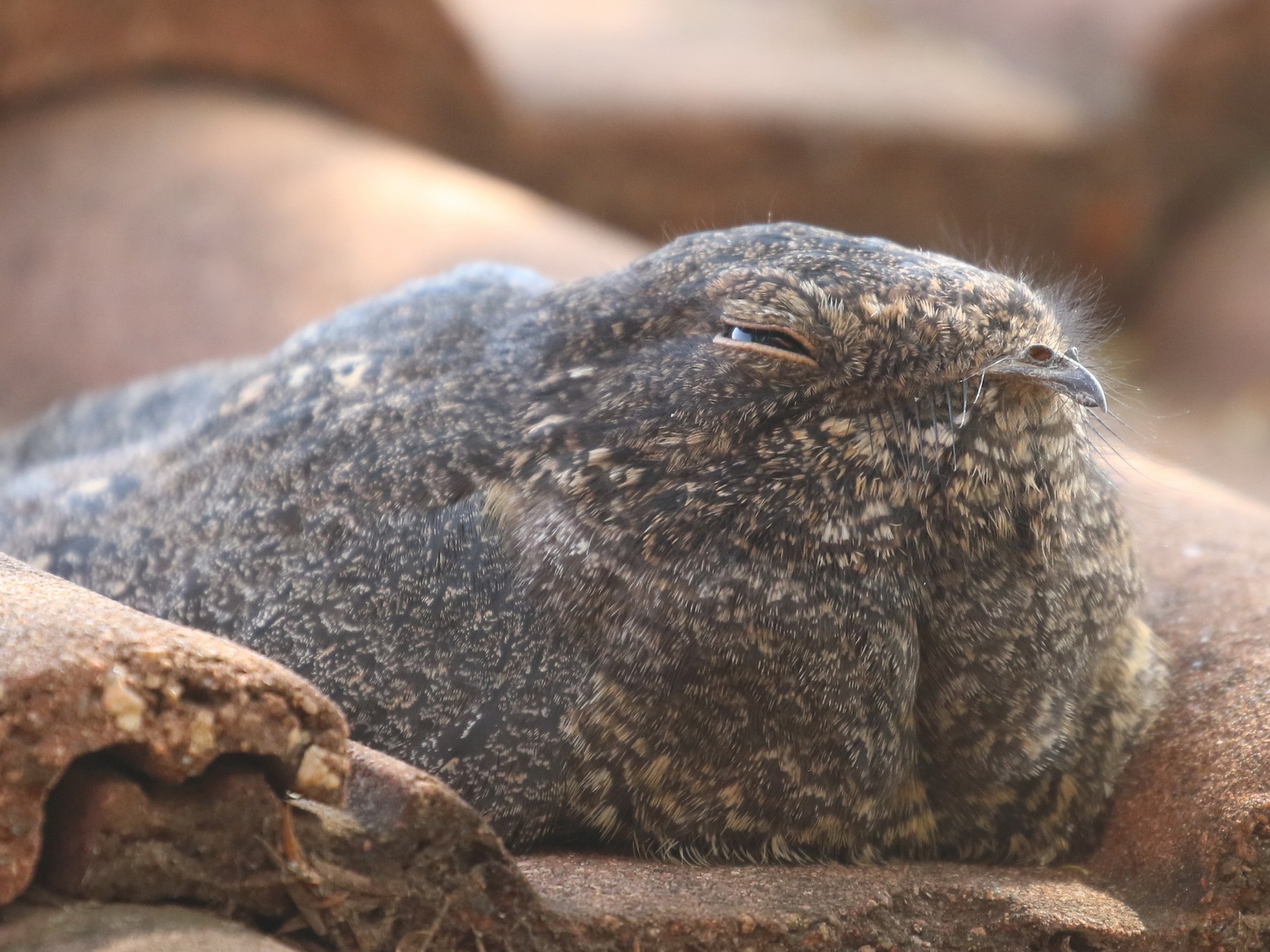 Freckled Nightjar - eBird