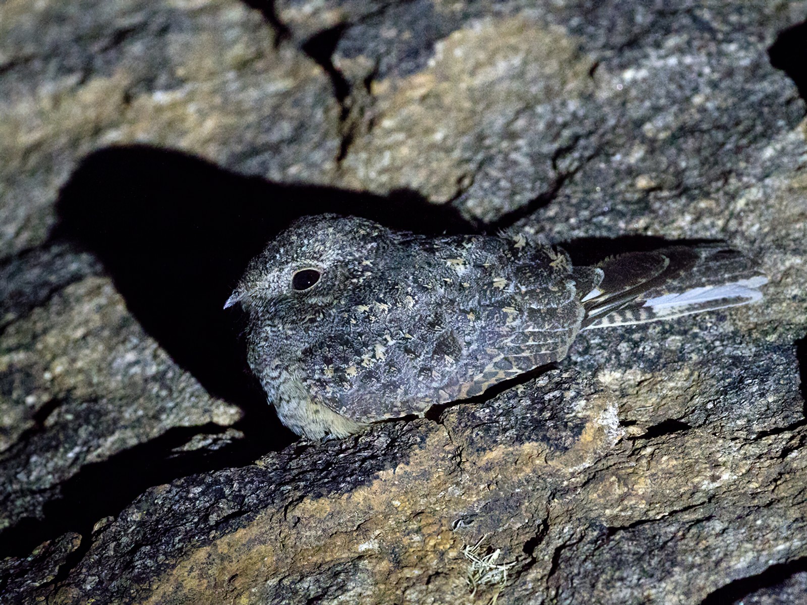 Freckled Nightjar - eBird