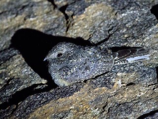 Freckled Nightjar - eBird