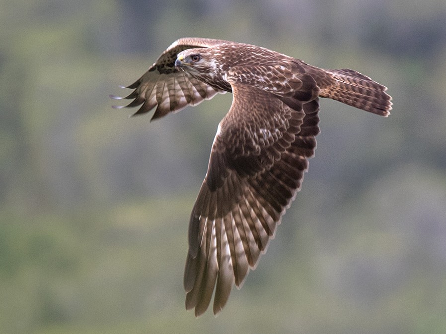 Forest Buzzard - eBird