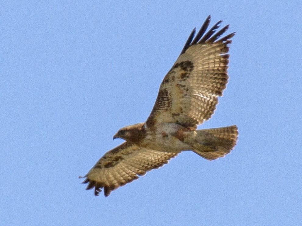 Forest Buzzard - eBird