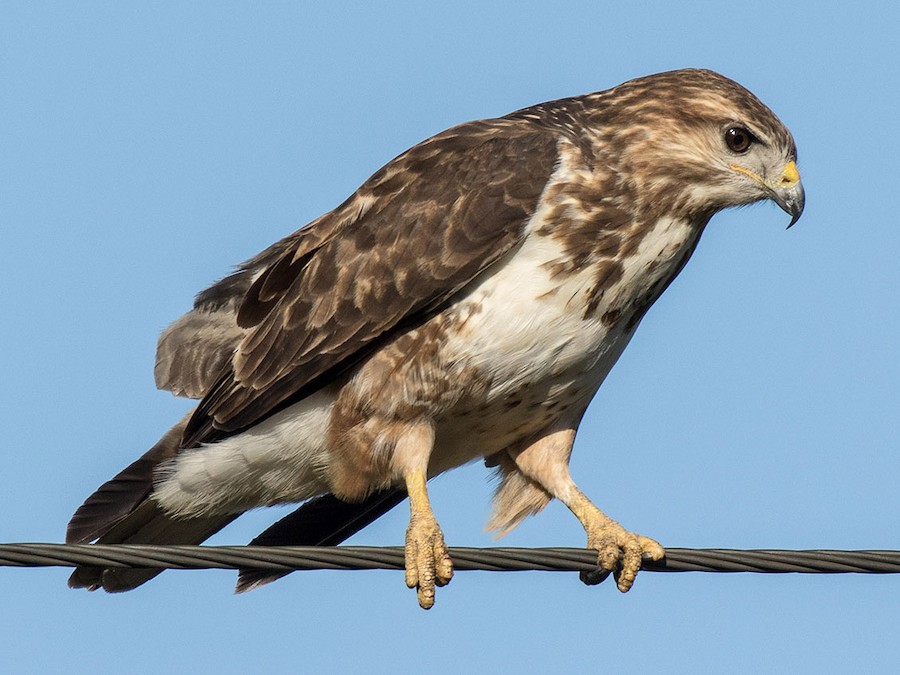 Forest Buzzard - eBird