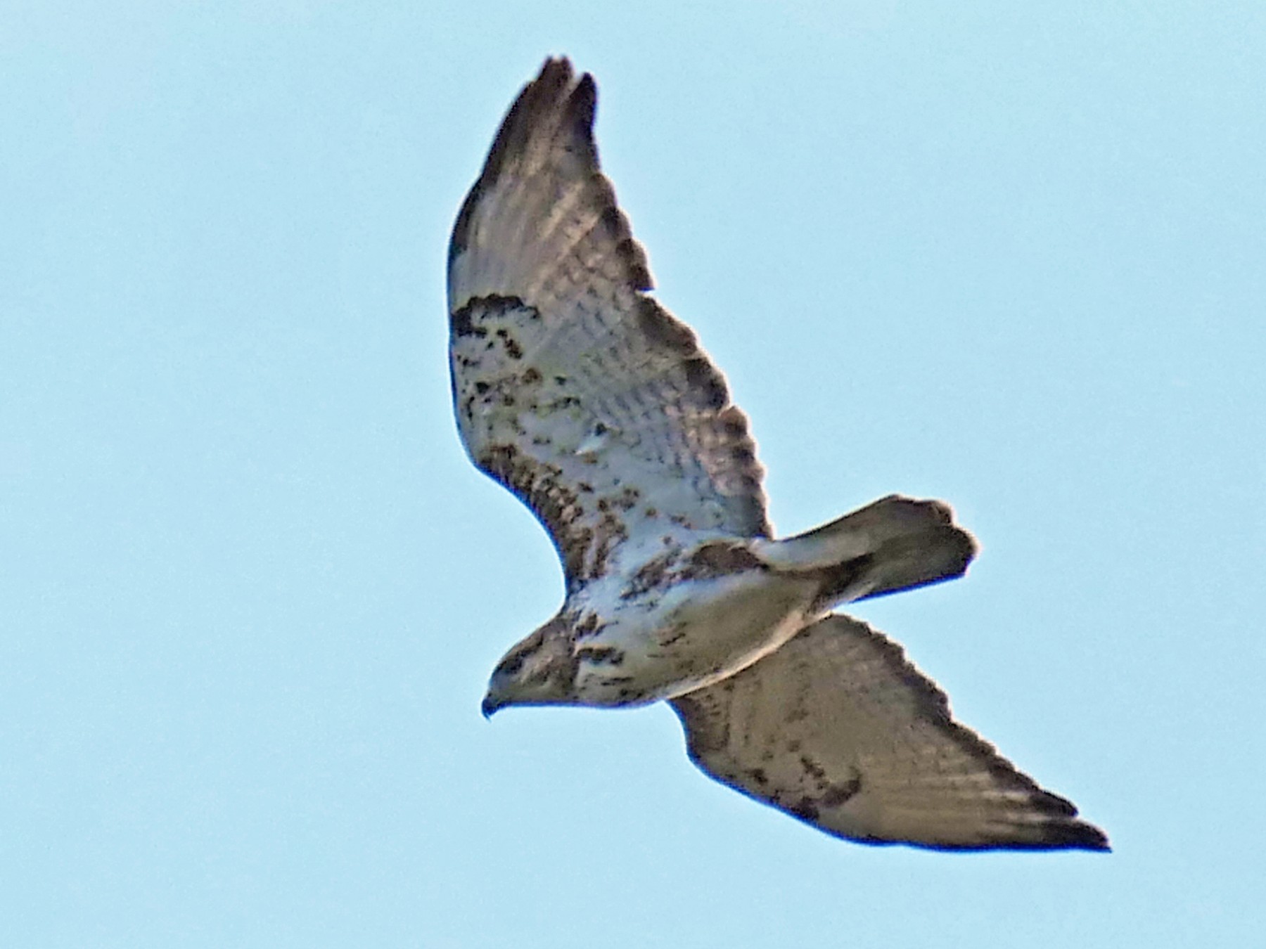 Forest Buzzard - eBird