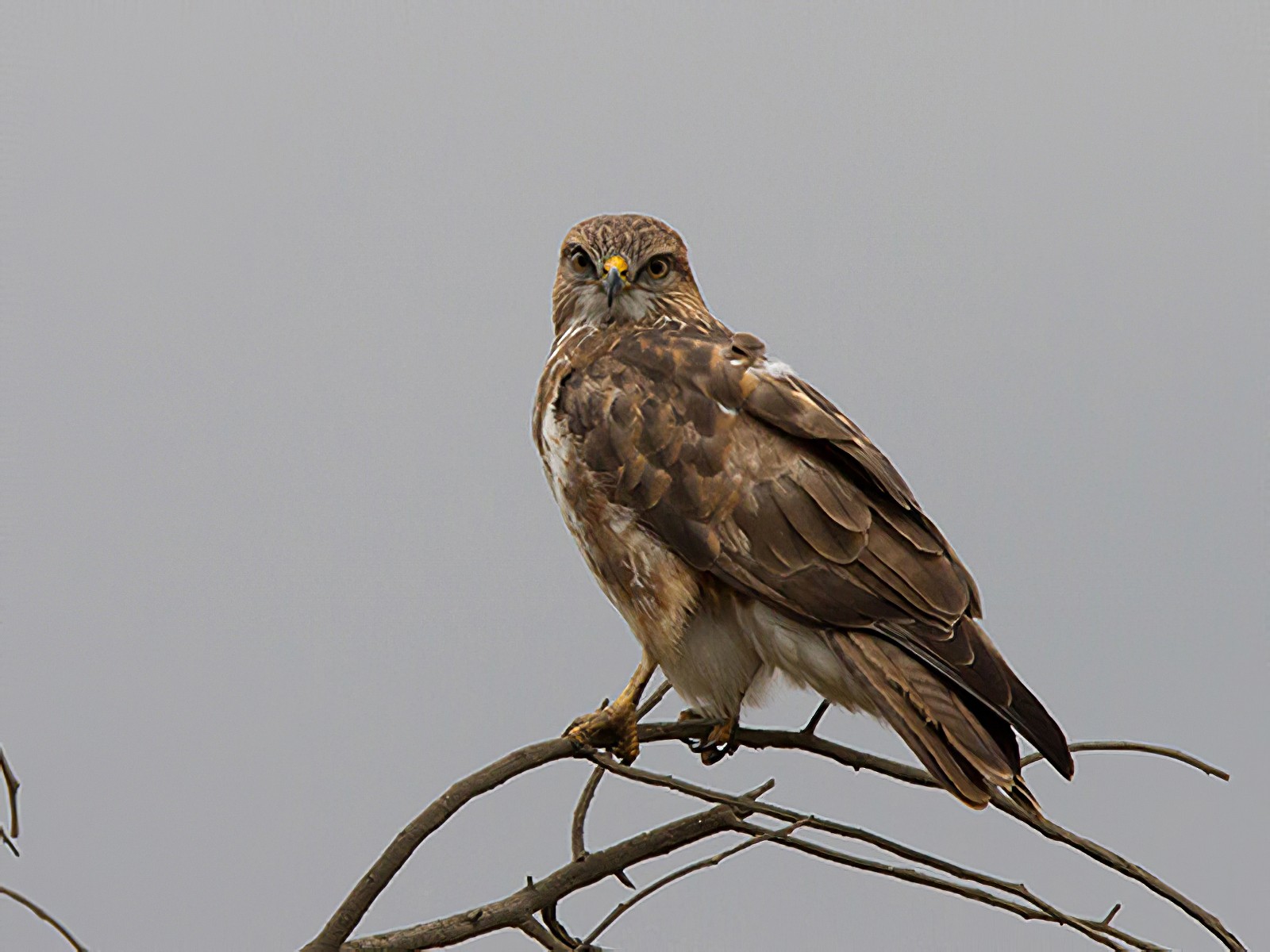 Forest Buzzard - eBird