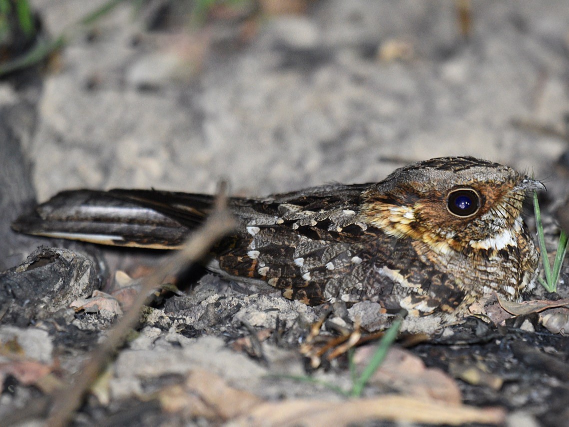 Fiery-necked Nightjar - eBird