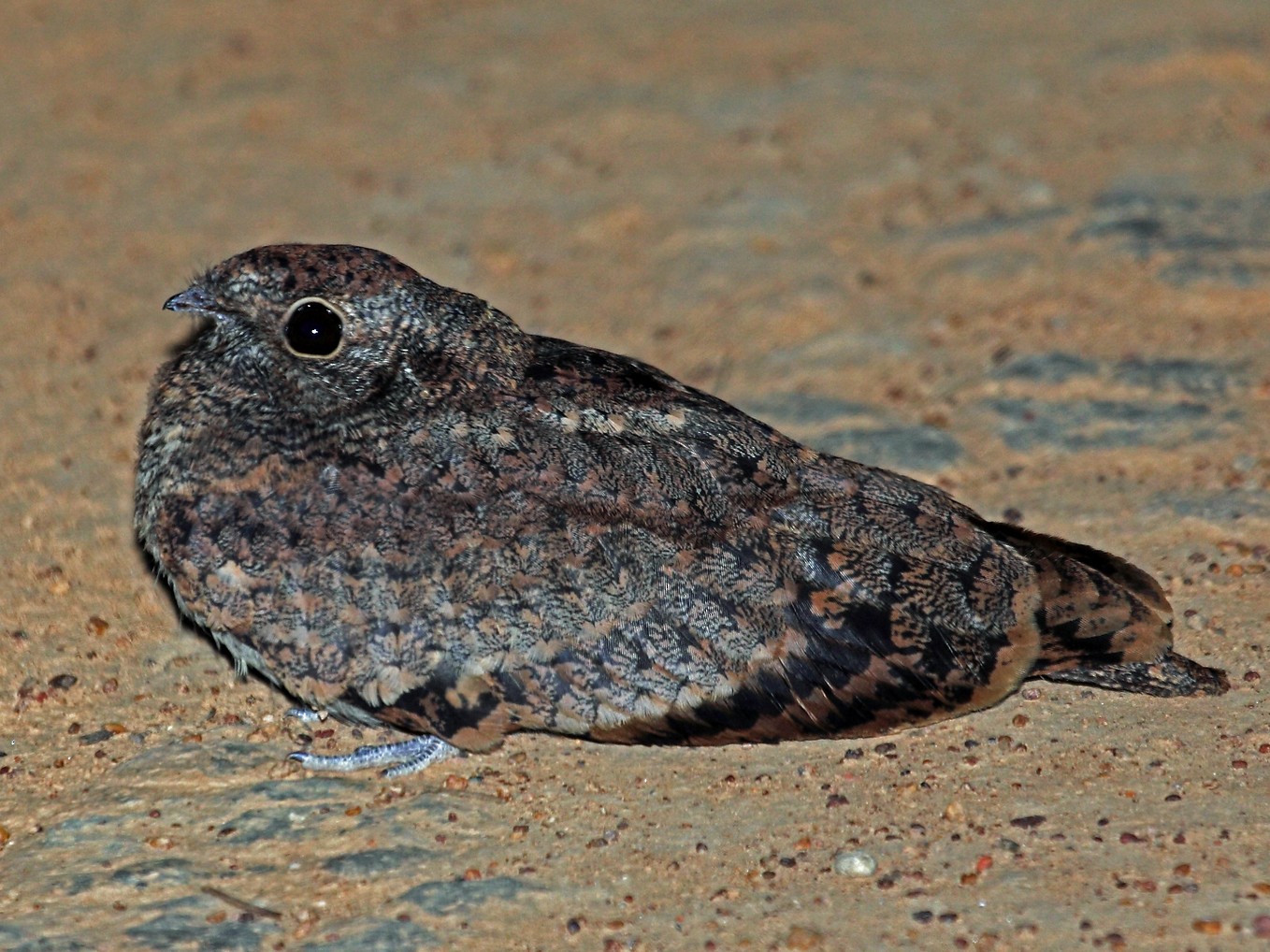 Fiery-necked Nightjar - eBird