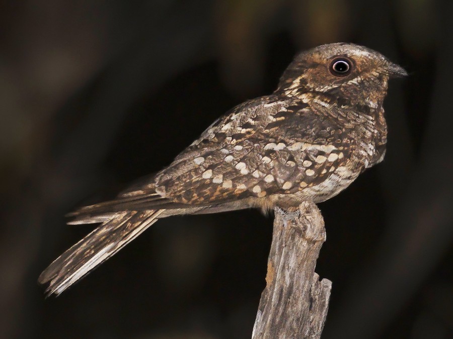 Fiery-necked Nightjar - eBird