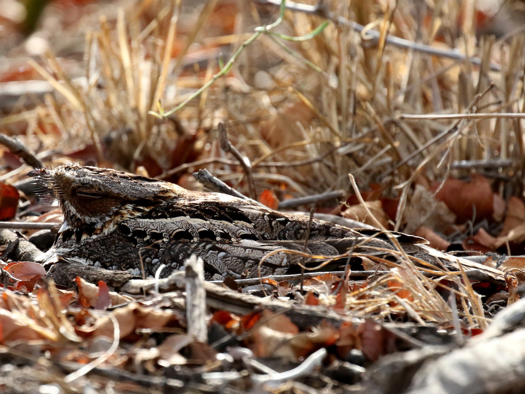 Fiery-necked Nightjar - eBird
