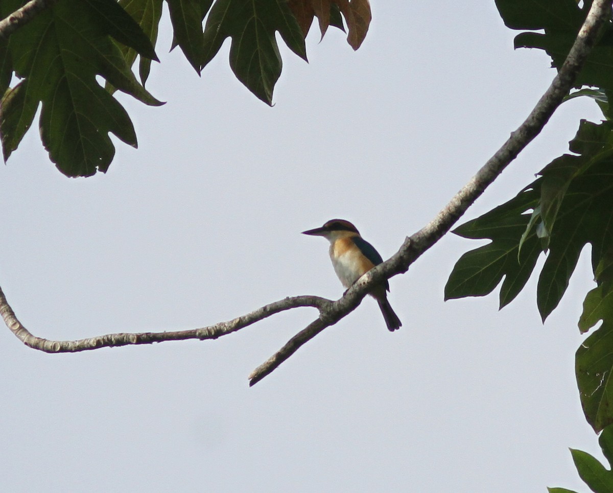 eBird Checklist - 25 Oct 2017 - Nendo Island, Temotu Province, SB (-10. ...
