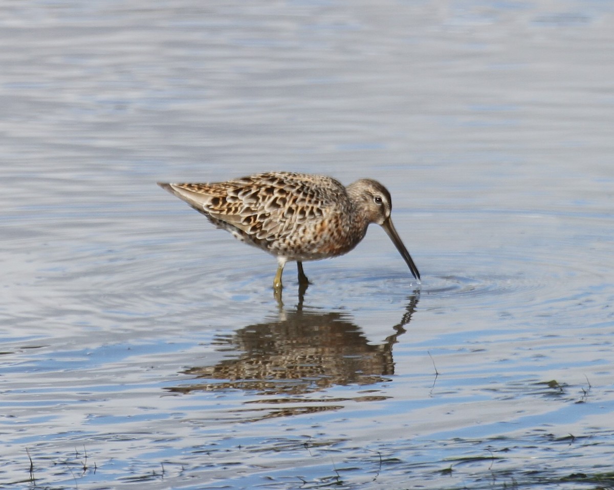 eBird Checklist - 6 Apr 2020 - Corcoran Lagoon from East Cliff - 20 ...