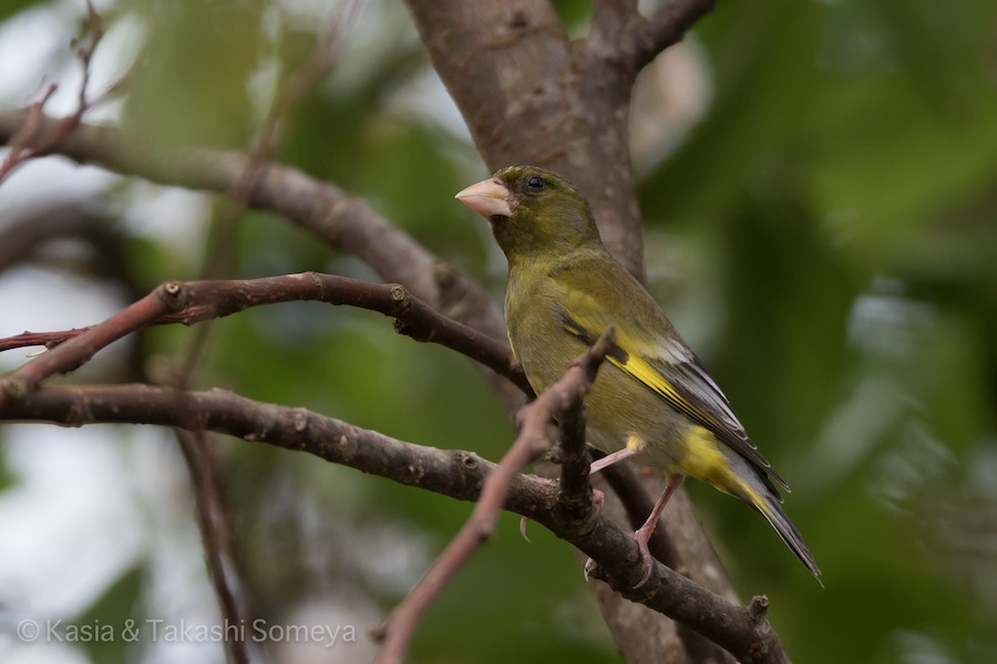 Verderón Chino (kittlitzi) - eBird