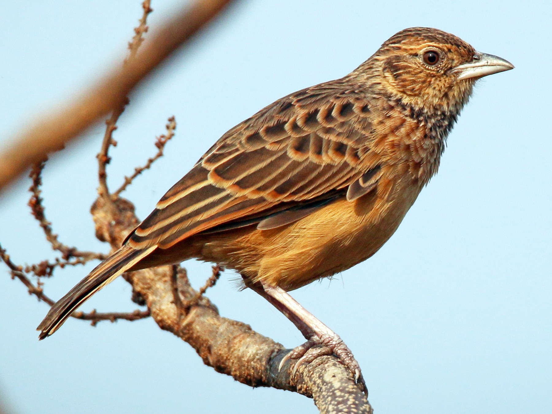 Flappet Lark - eBird