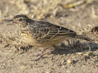 Flappet Lark - eBird