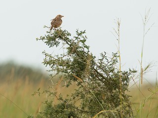 Flappet Lark - eBird