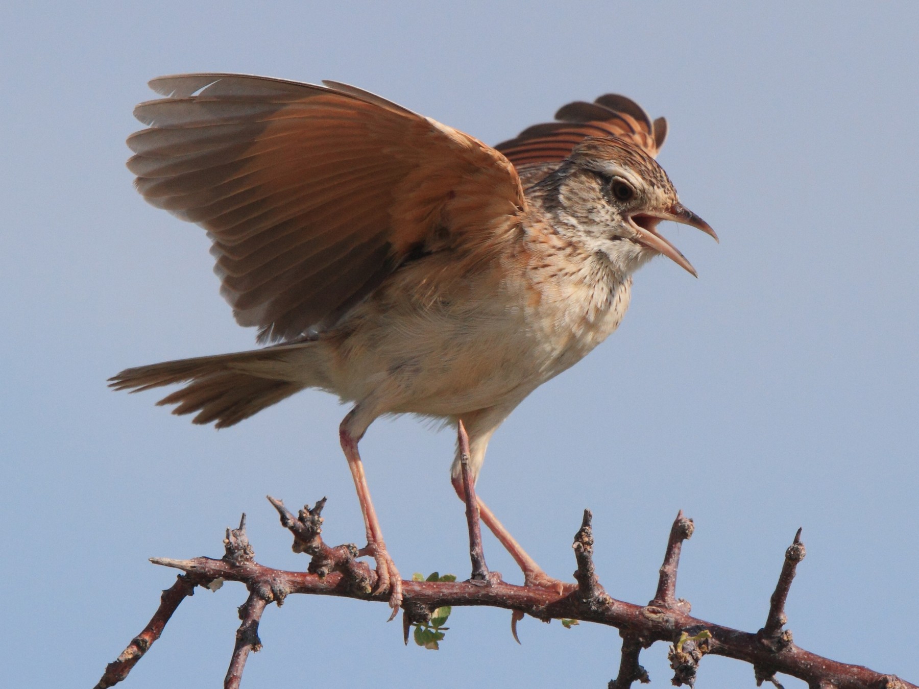 Fawn-colored Lark - eBird