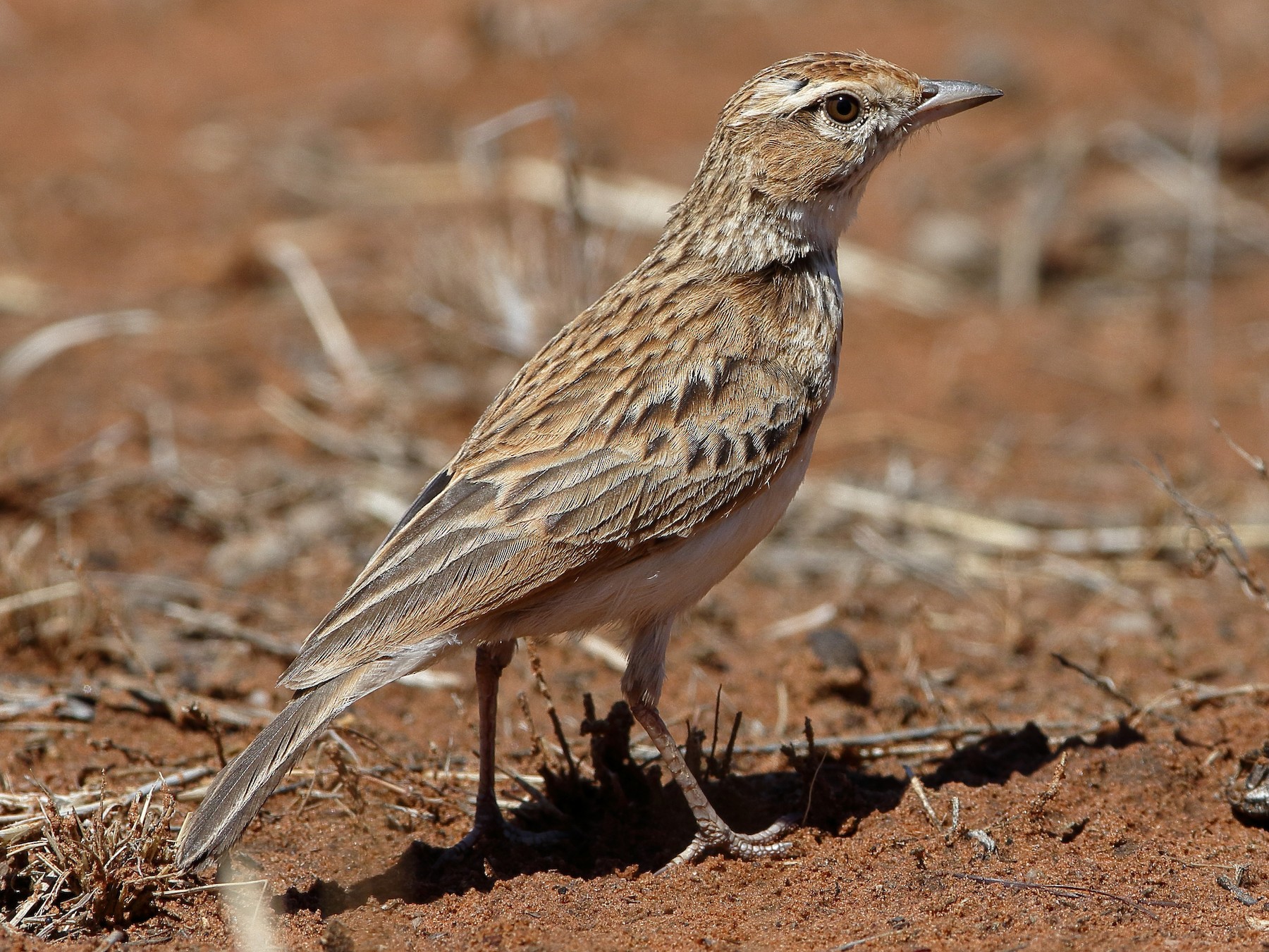 Fawn-coloured Lark (Fawn-coloured) - eBird
