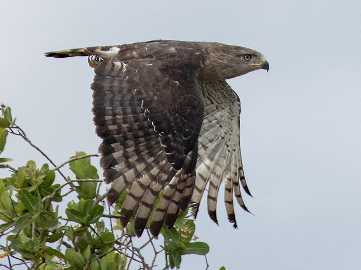 Southern Banded Snake Eagle - eBird