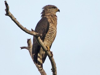 Southern Banded Snake-Eagle - eBird