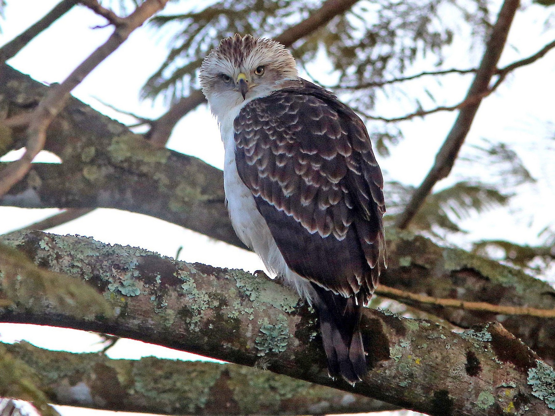 Southern Banded Snake Eagle - eBird