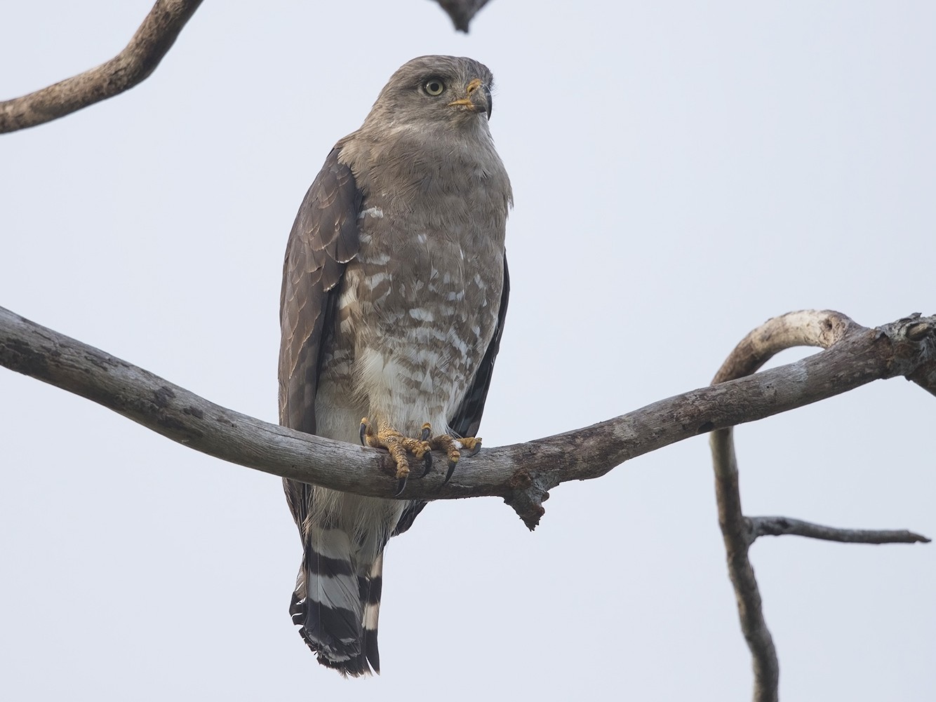 Southern Banded Snake Eagle - eBird