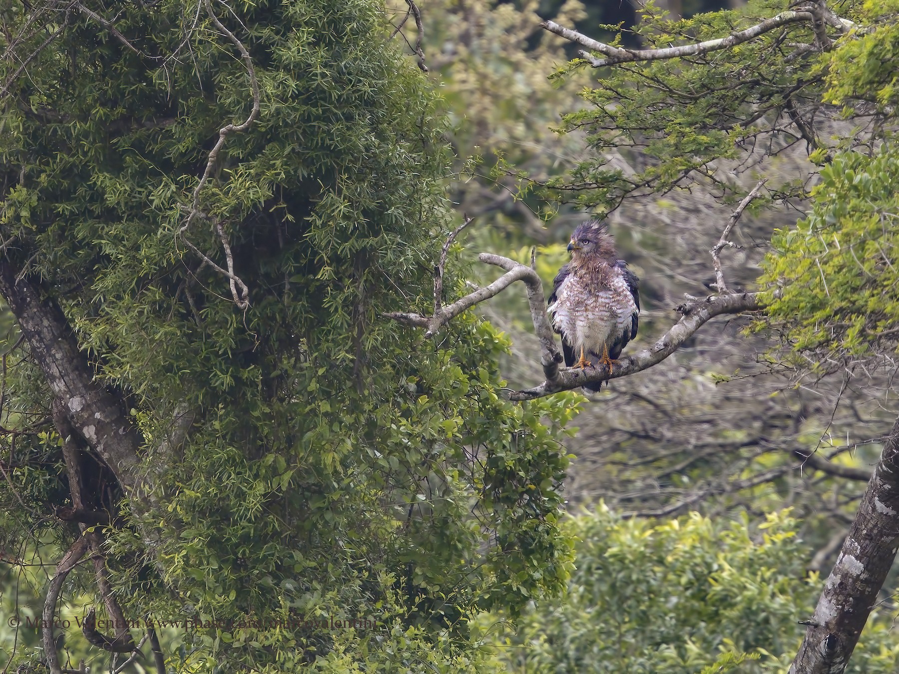 Southern Banded Snake Eagle - eBird